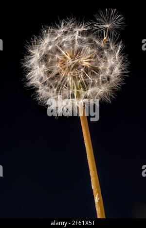 Close-up of a dandelion (Taraxacum) ready to disperse it's seeds in ...