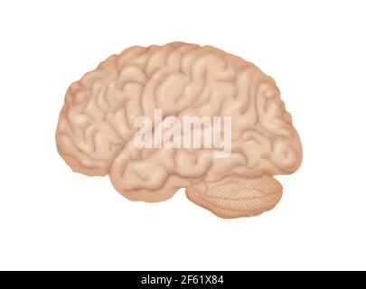 Brain anatomy. Human brain lateral view. Illustration isolated on white ...