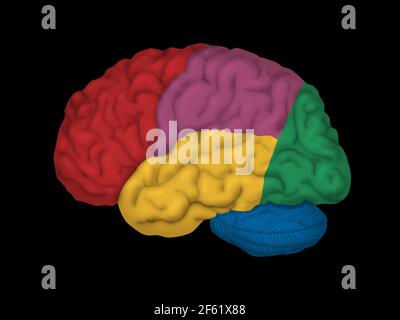 Brain anatomy. Human brain lateral view. Sketch illustration isolated ...