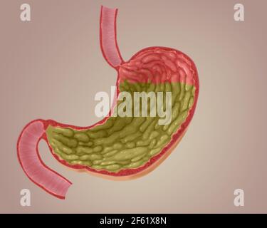 Illustration of Healthy Full Stomach Stock Photo - Alamy