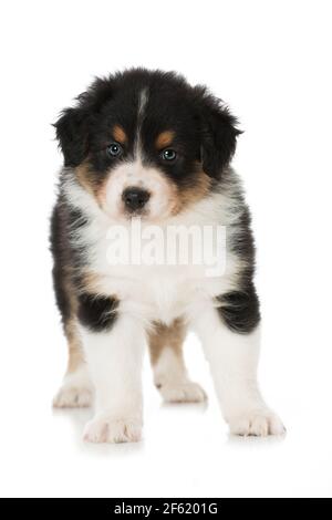 Australian shepherd dog isolated on white background Stock Photo - Alamy