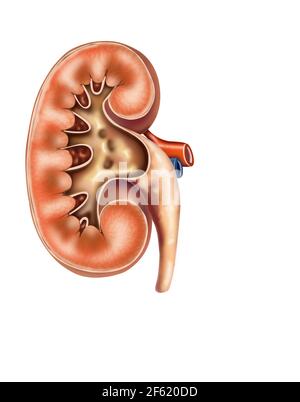 Cross Section of Right Kidney Stock Photo - Alamy