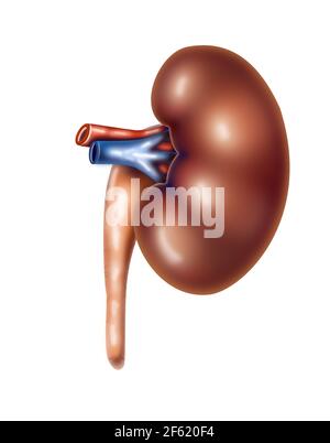 Human organ Anatomy. kidney part of the human body in formalin. Medical ...