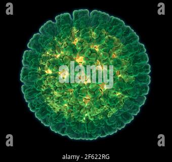 Rotavirus, 3D Model Stock Photo - Alamy