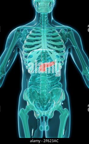 Anatomy of pancreas. 3d illustration Stock Photo - Alamy