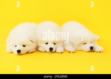 Cute Samoyed puppies on yellow background. National Napping Day Stock ...