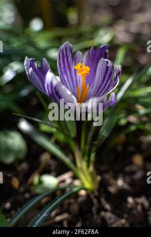 Lila crocus in early spring time Stock Photo - Alamy