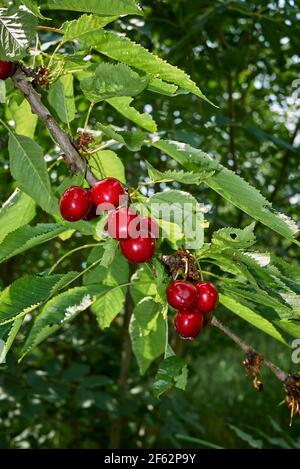 A branch of sweet cherry Prunus avium features white flowers with ...