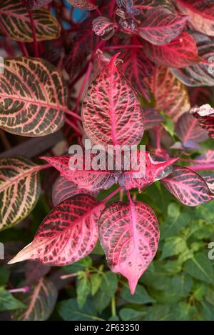 Herbsts Bloodleaf, Iresine herbstii plant Stock Photo - Alamy