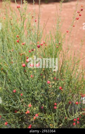 Osyris plant (Osyris alba) fruit (red). This plant is a hemiparasite ...