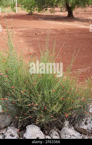 Osyris plant (Osyris alba) fruit (red). This plant is a hemiparasite ...