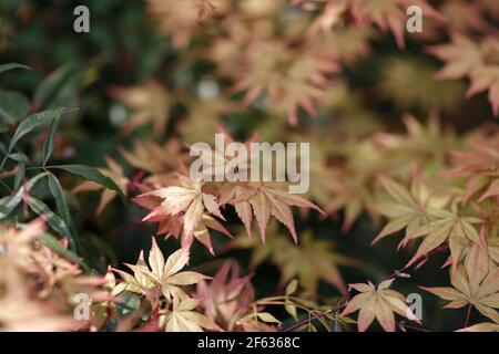 paysage landscape during 2017 Formula 1 FIA world championship, China ...