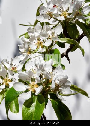 Spring garden pear flower blooms in sunshine Stock Photo - Alamy