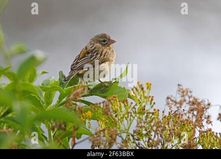 Yellow Bishop (Euplectes capensis crassirostris) non-breeding male ...