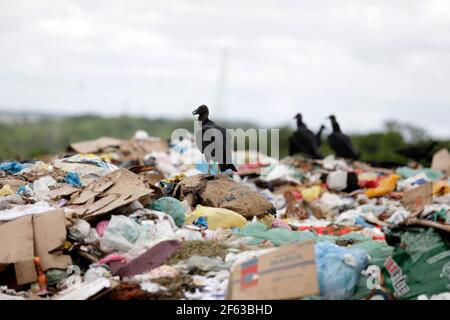catu bahia / brazil - may 2, 2019: animals are seen in a landfill in ...