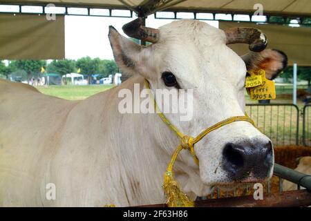 Cows from the Piedmontese Fassone breed Stock Photo - Alamy