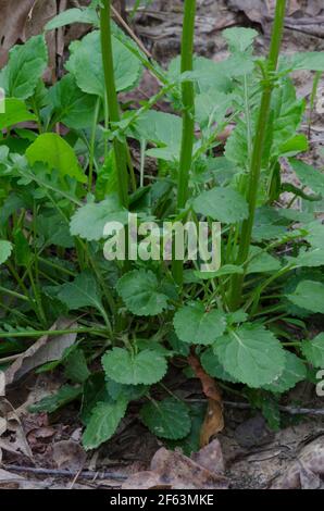 Roundleaf Ragwort, Packera obovata, base of plant Stock Photo - Alamy
