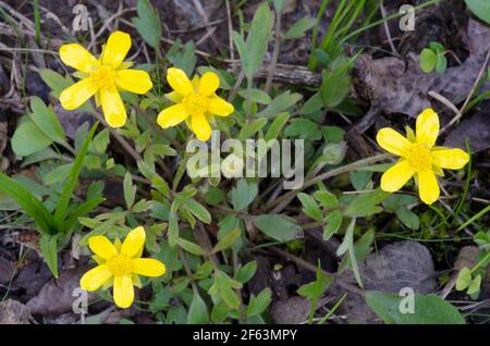 hairy buttercup (Ranunculus sardous Stock Photo - Alamy