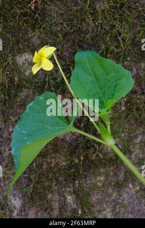 downy yellow violet (Viola pubescens Stock Photo - Alamy