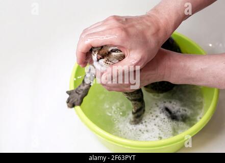 Bathing a tabby cat. Wet and disgruntled kitten. Pet care Stock Photo ...