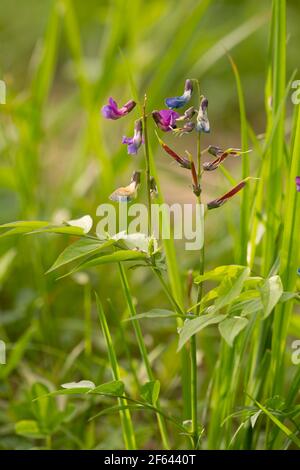 spring vetch (Lathyrus vernus Stock Photo - Alamy