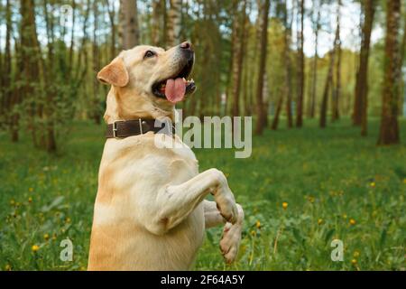 Labrador Retriever standing on hind legs, 2 years old, in front of ...