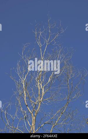 Dead leafless tree trunk standing out in a forest with empty field ...