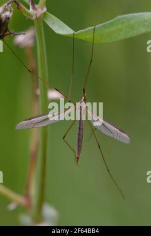 Marsh Crane Fly (Tipula oleracea Stock Photo - Alamy