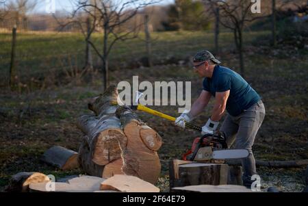 Lumberjack hammering a wedge into a sawn huge beech log to pry it open ...