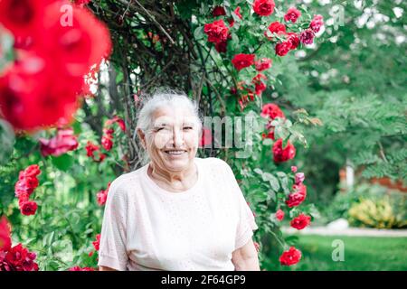 decorative rose in the garden, close-up, top view Stock Photo - Alamy