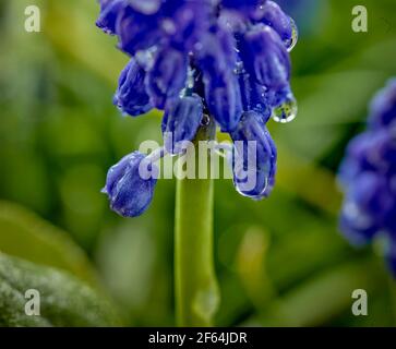 High resolution macro photograph of Hyacinth bloom against vividly ...