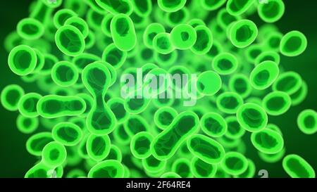 Cellular Division Under Microscope. Mitosis, The Process Of Cell ...