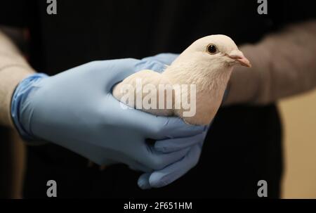 A dove brought in with an injured leg and wing at the newly opened ...