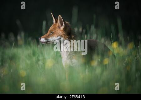 Wild rural European red fox in profile Stock Photo - Alamy