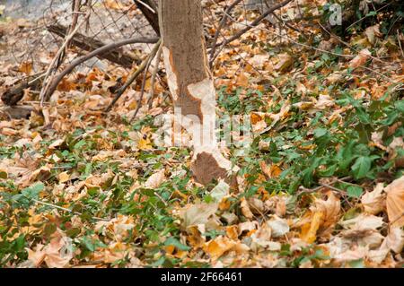 Small tree base gnawed on by busy beaver Stock Photo - Alamy