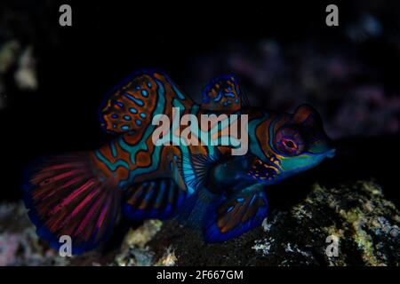 A Mandarinfish, Pterosynchiropus splendidus, swims over a rubble ...