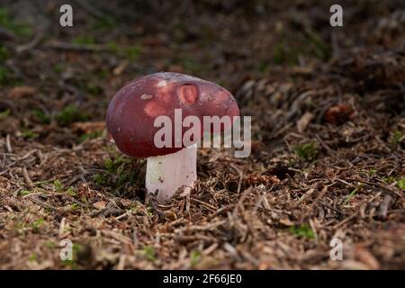 Shrimp Mushroom (Russula xerampelina) an edible mushroom growing wild ...