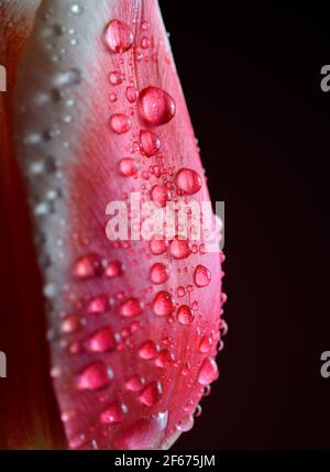 Pink tulip with dew close-up, macro. Spring flowers, abstract romantic ...