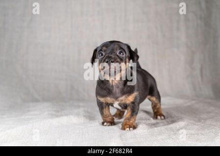 Brown and black brindle Jack Russell Terrier dog puppy. Looks cheeky ...