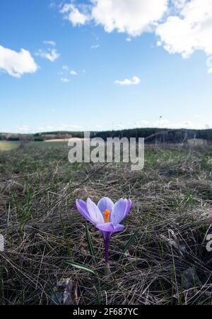 blooming spring flowers crocus growing in wildlife. Purple crocus ...