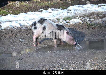 Domestic Pig, piglet, drinking from water trough in field on commercial ...