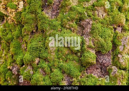 Parts of tree with mosses in forest Stock Photo - Alamy
