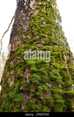 Parts of tree with mosses in forest Stock Photo - Alamy