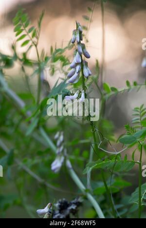 Wood vetch (Vicia sylvatica Stock Photo - Alamy