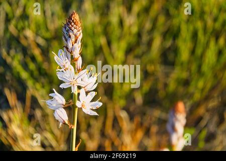 Fistulous asphodel (Asphodelus fistulosus) with nice white flowers on ...
