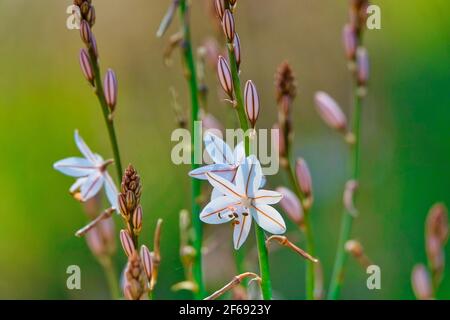 Fistulous asphodel (Asphodelus fistulosus) with nice white flowers on ...
