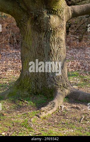Quercus robur trunk base Stock Photo - Alamy