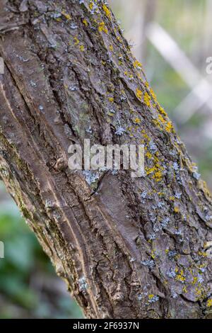 Sambucus nigra bark Stock Photo - Alamy