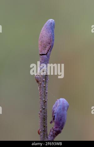 Alnus glutinosa bud Stock Photo - Alamy