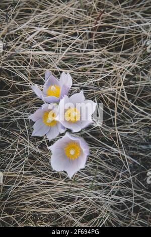 Calgary, Alberta, Canada; A Prairie Crocus (Pulsatilla Stock Photo - Alamy